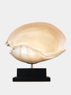 ONE OF A KIND Melo Amphora Shell On Lacquered Wood Base - Beige