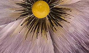 MACKENZIE-CHILDS Teacup Pansy