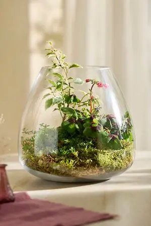 TERRAIN Polished Drop Terrarium, Large - Clear