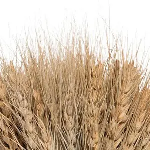 GALLERIE II Harvest Wheat Bundle Figurine