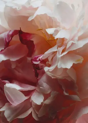 Jo Malone Peony & Blush Suede Body Creme