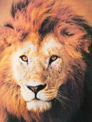 BILLIONAIRE Lion Print T-shirt