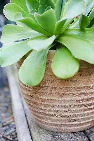 TERRAIN Antiqued Ceramic Jar Planter