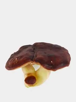 CERERIA INTRONA Double Mushroom Wax Candle - Brown