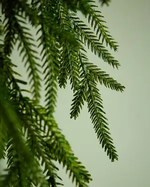 Quince Draping Real Touch Norfolk Pine Wreath