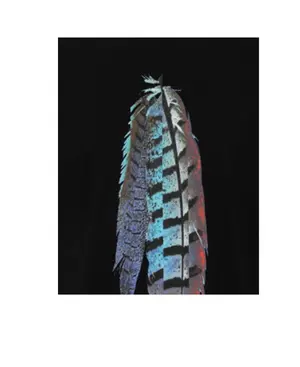 MARCELO BURLON COUNTY OF MILAN Feather Printed T-shirt