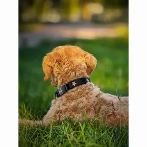 DOGISTRY 3+ Collar Band - Small