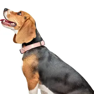 DOGISTRY 3+ Collar Band