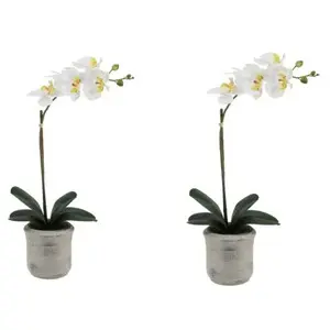 CG HUNTER 22" Artificial Phalaenopsis Orchids Set Of 2