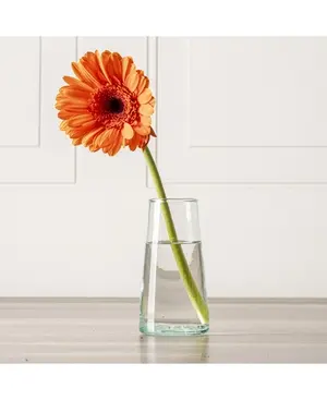 VERVE CULTURE Champagne Glasses, Set Of 6