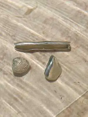 LEITÃO &AMP; IRMÃO Sterling Clam Shell Box - Silver