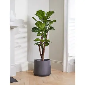 PATCH PLANTS Fidel The Fiddle-leaf Fig Tree In Clay Pot 150-160cm