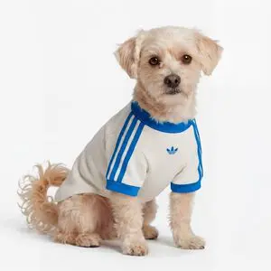 Adidas Pet Cali Tee Off White - Off White / Blue Bird