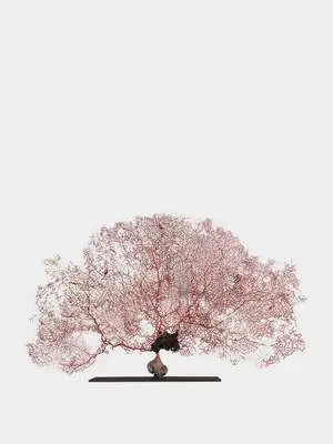 ONE OF A KIND Gorgonian Sea Fan With Brass Stand - Red