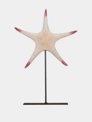 ONE OF A KIND Sculptural Poraster Superbus Sea Star With Brass Stand - Multicolour
