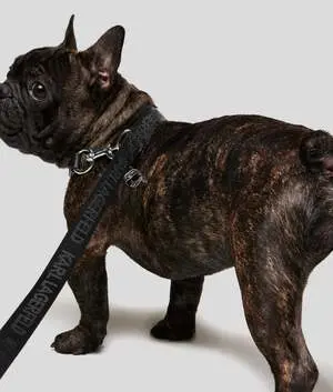 Karl Lagerfeld K/pet Leash And Pouch