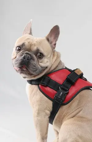 MASKY Signature Leather Dog Harness - Red