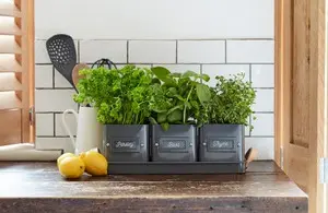 BURGON & BALL Herb Pots With Leather Handled Trayset Of 3