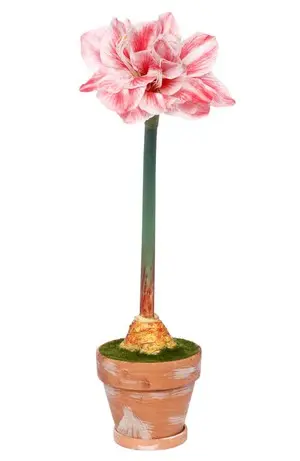 MARK ROBERTS Potted Amaryllis Flower - Red