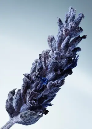 MATIERE PREMIERE Metal Lavender Eau De Parfum