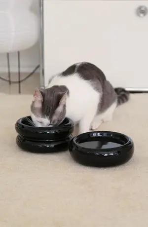 CATENARY Onyx Halo Cat Bowl