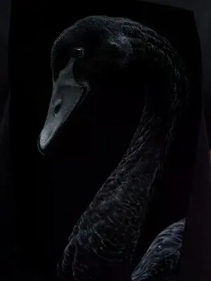 BOSS Swan Print T-shirt