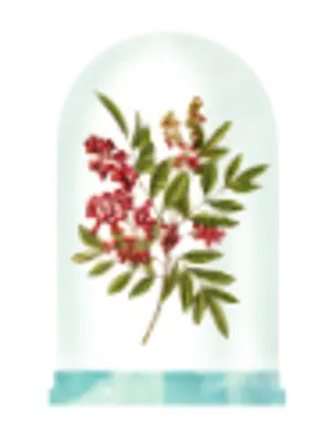 GRANADO Tropicália Eau De Parfum