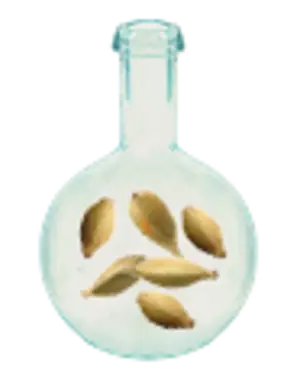 GRANADO Sândalo & Cardamomo Eau De Cologne
