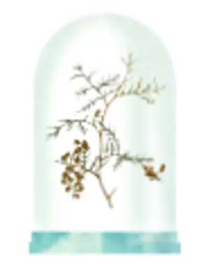 GRANADO Infusão Botânica Eau De Parfum