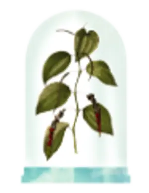GRANADO Boemia Eau De Parfum