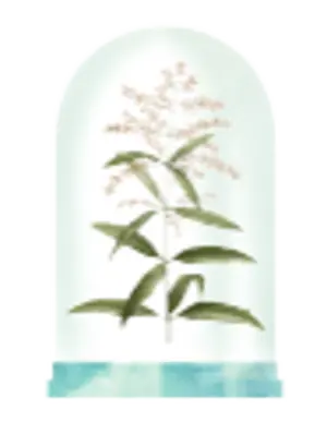 GRANADO Verbena Eau De Cologne