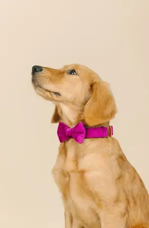 PINK PAPYRUS Bow Tie