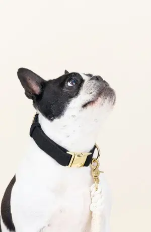PINK PAPYRUS Dog Collar