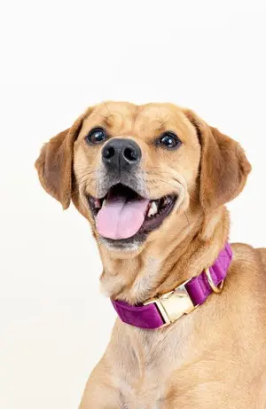 PINK PAPYRUS Dog Collar