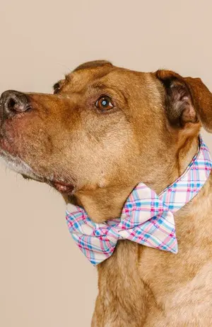 PINK PAPYRUS Bow Tie