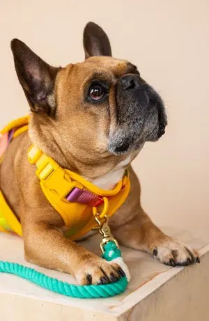 PINK PAPYRUS Dog Harness