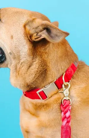 PINK PAPYRUS Dog Collar