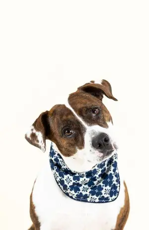 PINK PAPYRUS Pet Bandana