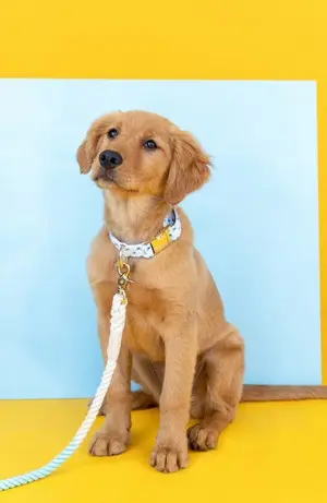 PINK PAPYRUS Dog Collar