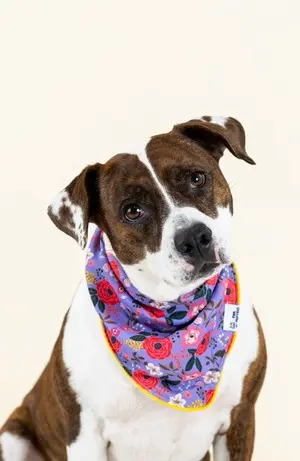 PINK PAPYRUS Pet Bandana