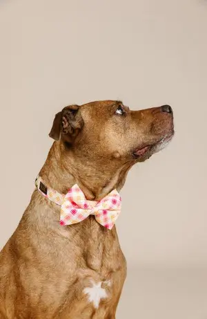 PINK PAPYRUS Bow Tie
