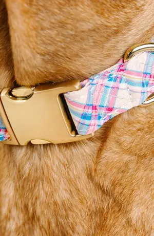 PINK PAPYRUS Dog Collar