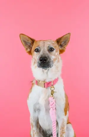 PINK PAPYRUS Dog Collar