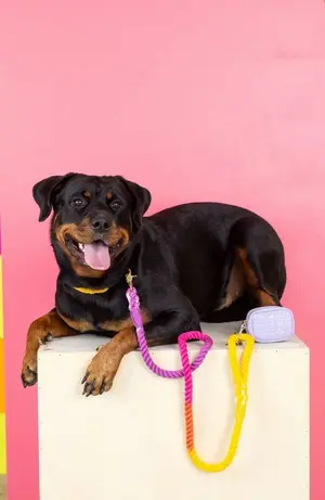 PINK PAPYRUS Roxy Rope Dog Leash