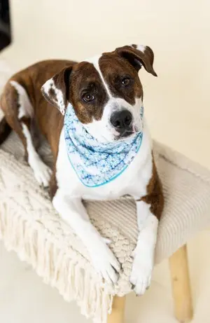 PINK PAPYRUS Pet Bandana