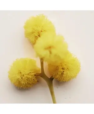 Chloé Atelier Des Fleurs Herba Mimosa Eau De Parfum Spray