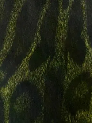 Roberto Cavalli Snakeskin-print Silk Scarf