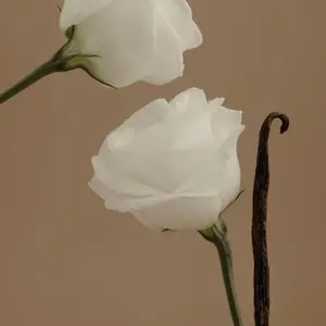 ORCHID + ASH Aura Perfumegrapefruit + Tonka Bean