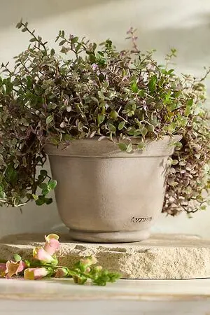 TERRAIN Tapered Galestro Terracotta Pot