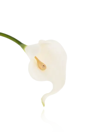 Cult Gaia Calla Lily Choker Necklace - Green
